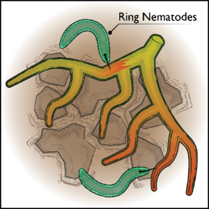 NATURECUR; WHEN TO USE IT – Redox Bio-nutrients