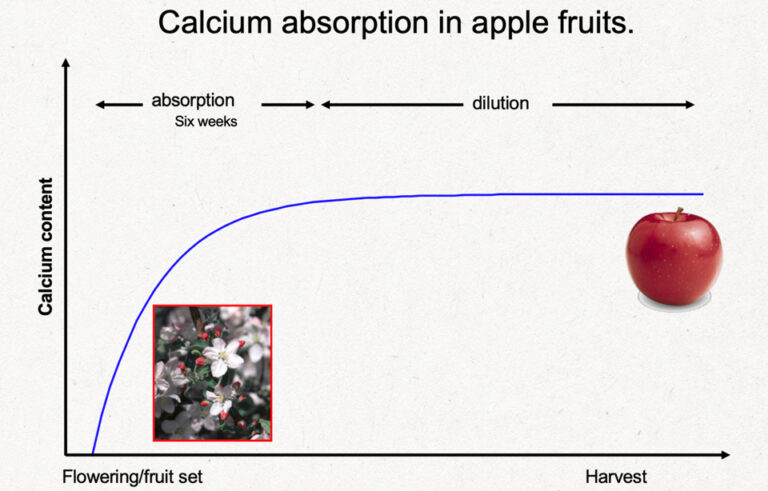 MAINSTAY CALCIUM – XYLEM SUPPLIED CALCIUM FOR CELL DIVISION – Redox Bio ...