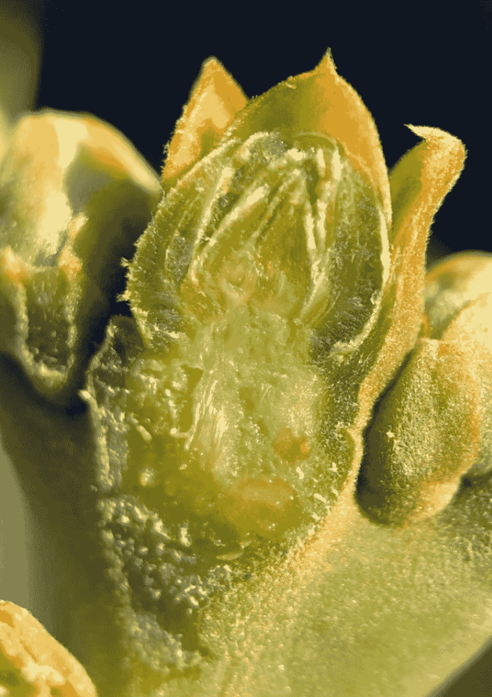 SECRETS TO A SUCCESSFUL AVOCADO BLOOM - Redox Bio-nutrients