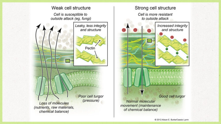 CALCIUM IN SOIL STRUCTURE AND PLANT NUTRITION – Redox Bio-nutrients