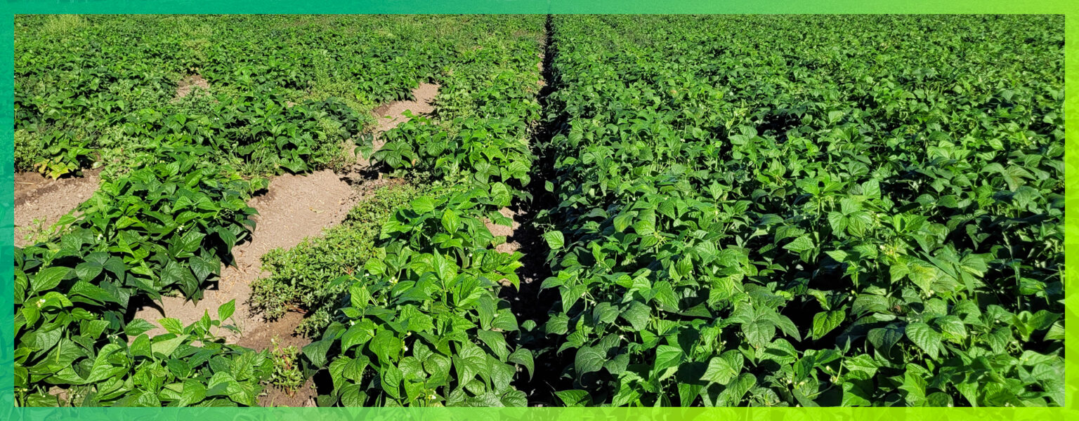 Redox Reactions: Essential to Life Itself – Redox Bio-nutrients