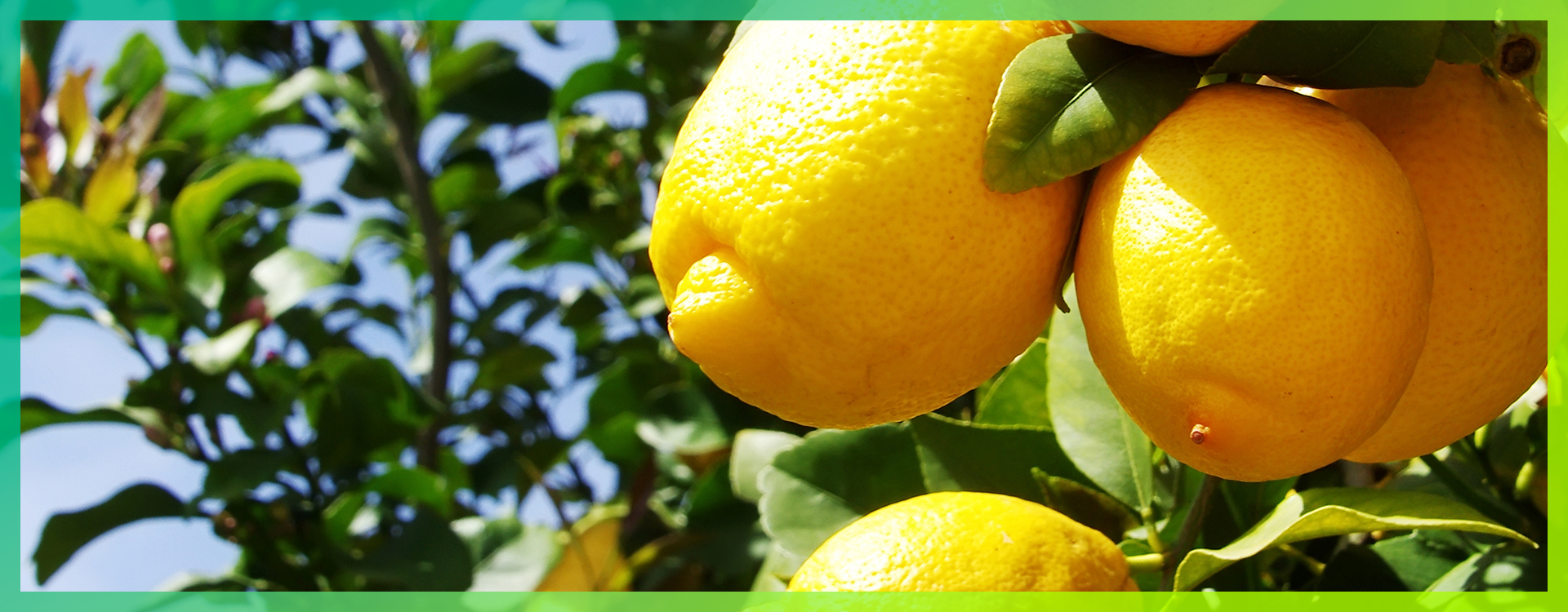 A WINNING PROGRAM FOR CALIFORNIA CITRUS – Redox Bio-nutrients