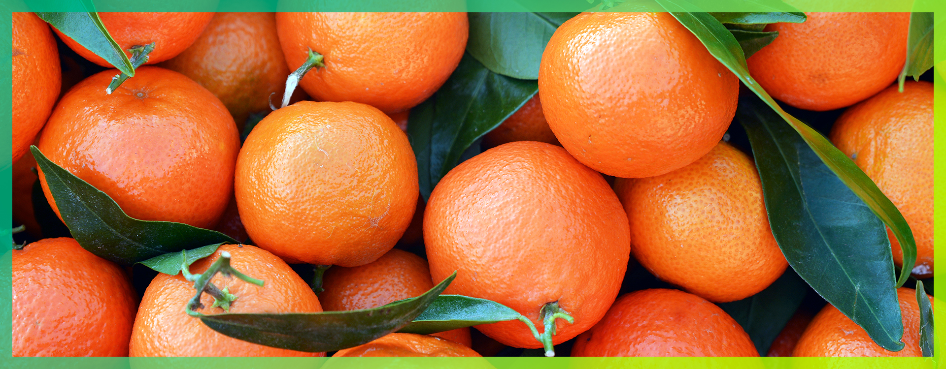 A WINNING PROGRAM FOR CALIFORNIA CITRUS – Redox Bio-nutrients