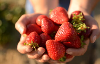 TriPlex™ Micro - Redox Bio-nutrients