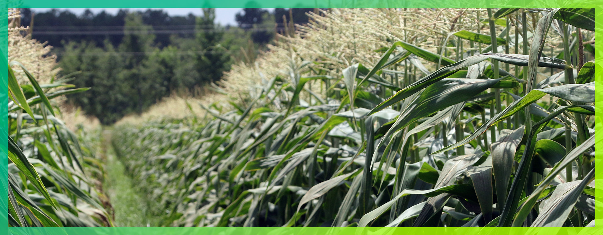 Getting Your Corn and Soybeans Off to a Good Start – Redox Bio-nutrients