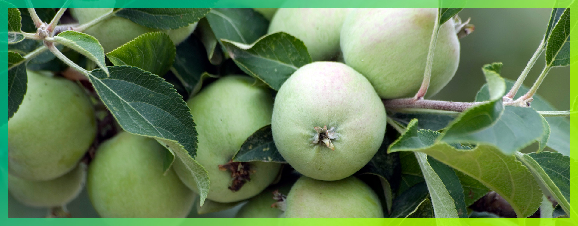 Time to Focus on Fruit Quality - Redox Bio-nutrients