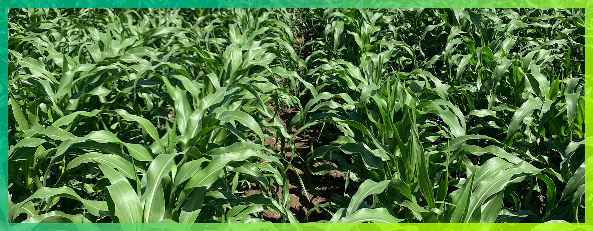 Nutritional Keys for Sweet Corn during an Important Growth Juncture ...