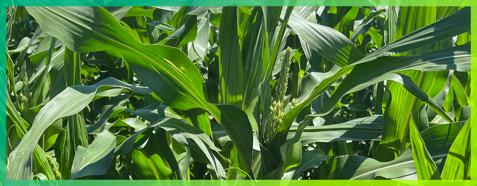 Nutritional Keys for Sweet Corn during an Important Growth Juncture ...